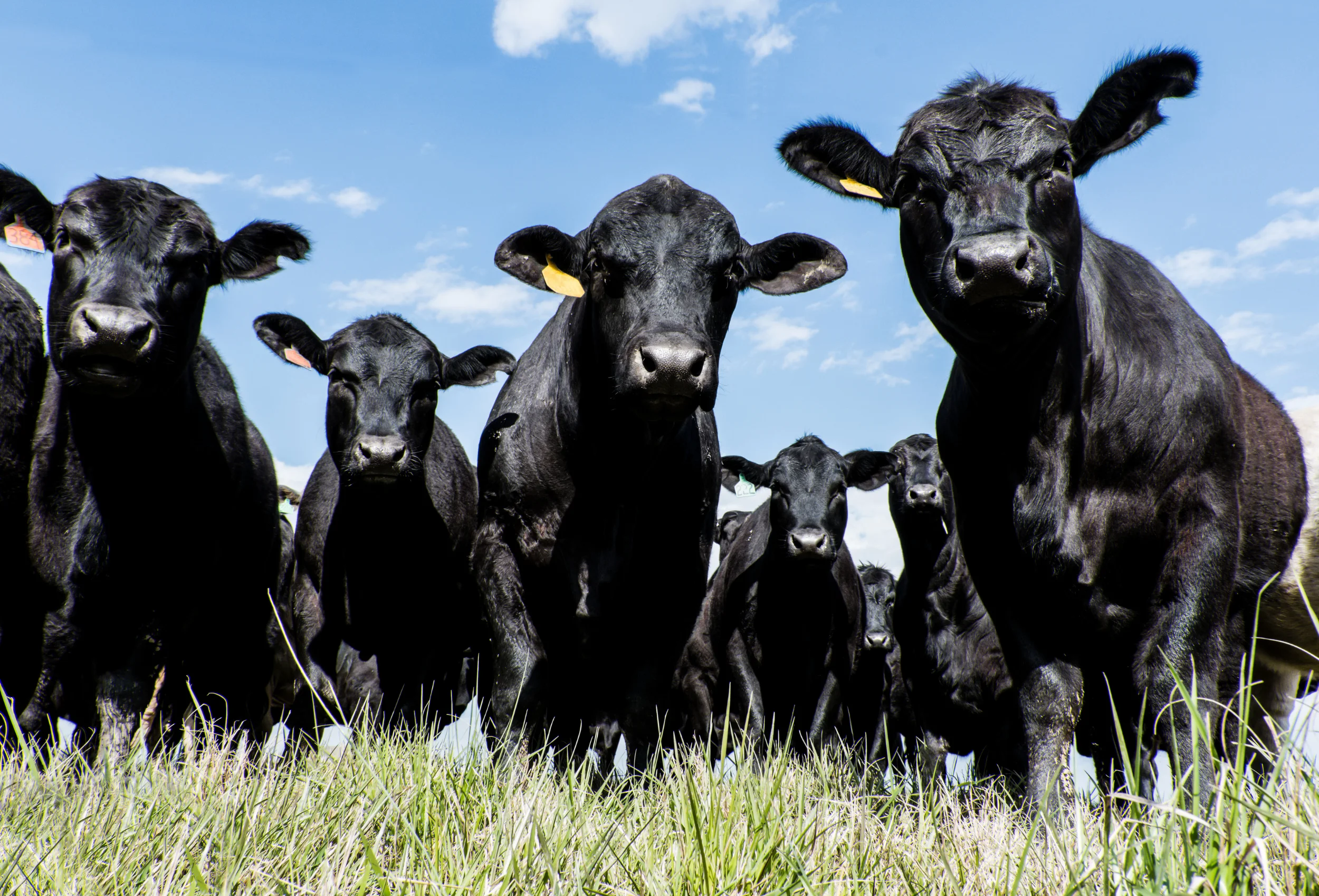 Angus e Nelore: Dicas Importantes para Pecuaristas Iniciantes